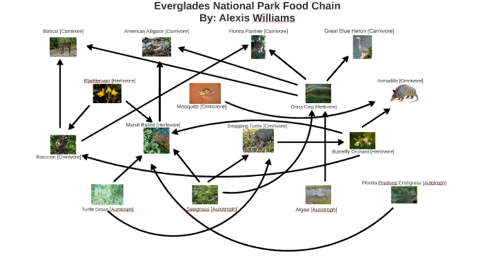 Everglades National Park Food Chain by Alexis Williams on Prezi