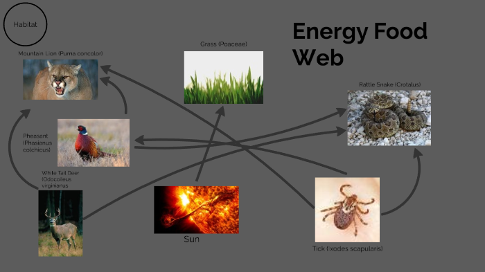 Energy Food Web by Bodey Sauer