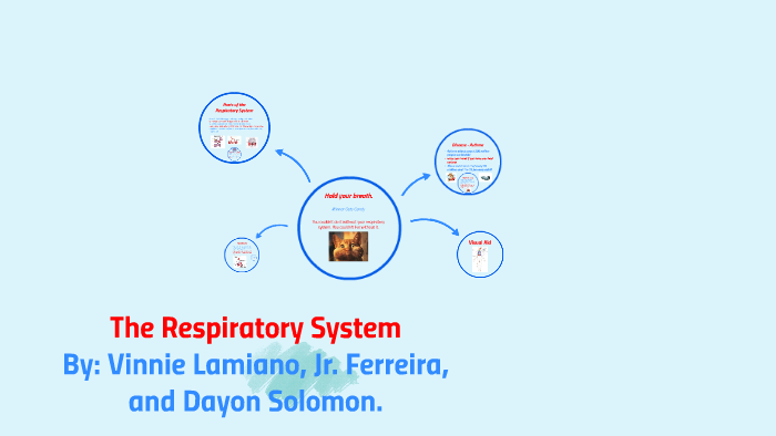 Respiratory System by Vinnie Lamiano on Prezi