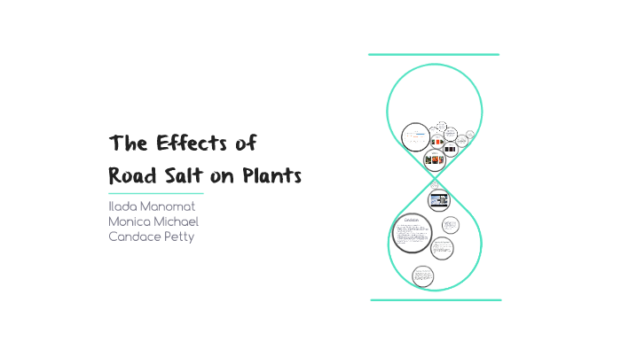 The Effects of Road Salt on Plants by Ilada Manomat