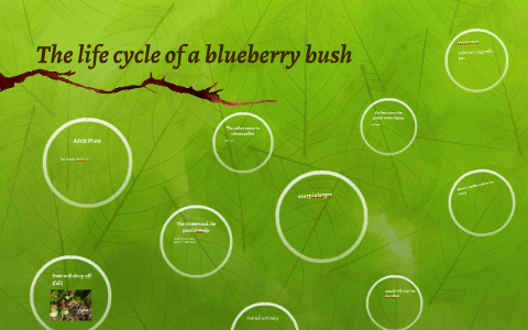 The life cycle of a blueberry bush by Red Class on Prezi