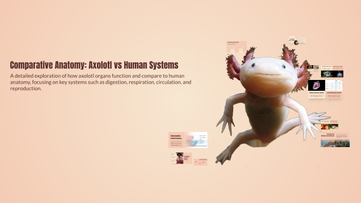 Comparative Anatomy: Axolotl vs Human Systems by Thaddy Amponsah on Prezi