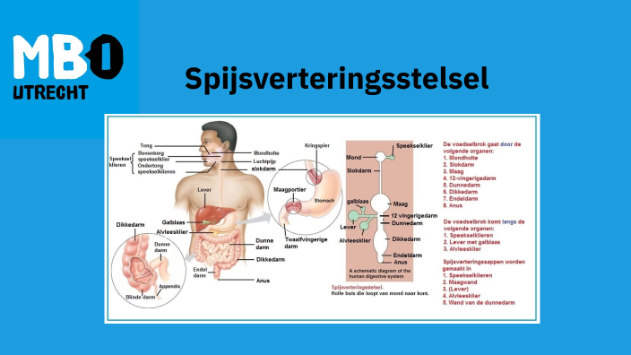 Spijsvertering van mond naar maag by Sebastiaan de Zee on Prezi
