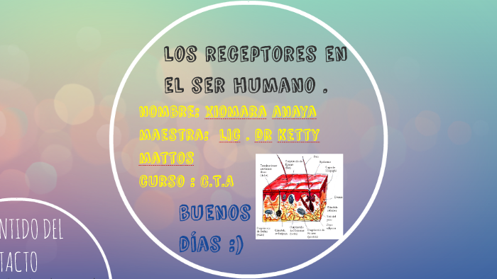 LOS RECEPTORES EN EL SER HUMANO by Xiomara Anaya on Prezi