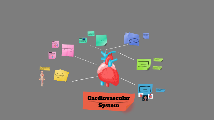 Cardiovascular System by SS - 06KS 878272 Macville PS on Prezi