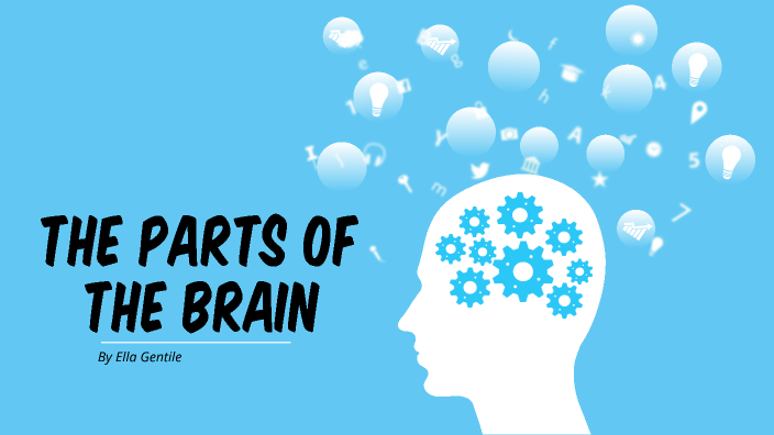 Brain presentation by Ella Gentile on Prezi
