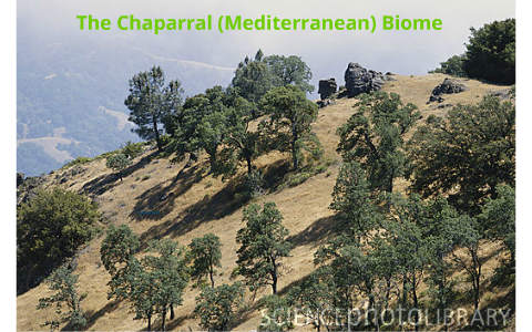 Chaparral Biome by Jose Suarez
