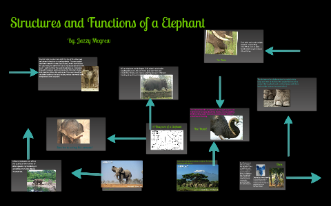 The structures of Elephants by Casper Love on Prezi