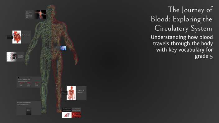 The Journey of Blood: Exploring the Circulatory System by Angela Norman ...