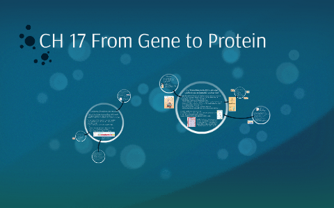 CH 17 From Gene to Protein by Vivian Kwok on Prezi