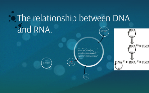 The relationship between DNA and RNA. by Leo Culligan on Prezi
