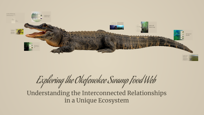 Exploring the Okefenokee Swamp Food Web by Anneice Speer on Prezi