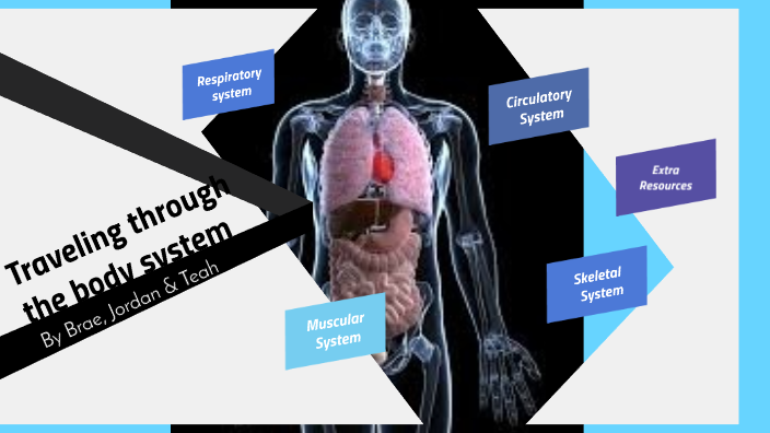 Travel Brochure of the Body Systems by Teah Reichert on Prezi