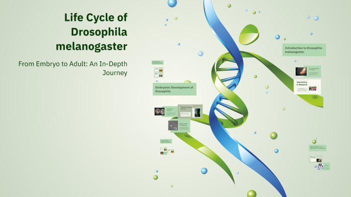 Life Cycle of Drosophila melanogaster by LANCE MIGUEL ADARNA on Prezi