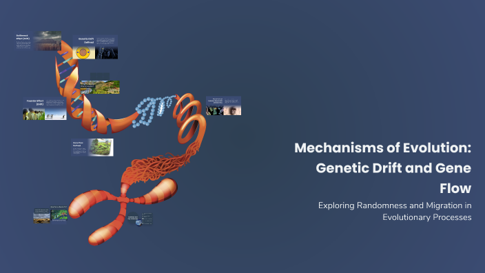 Mechanisms of Evolution: Genetic Drift and Gene Flow by kara craig on Prezi