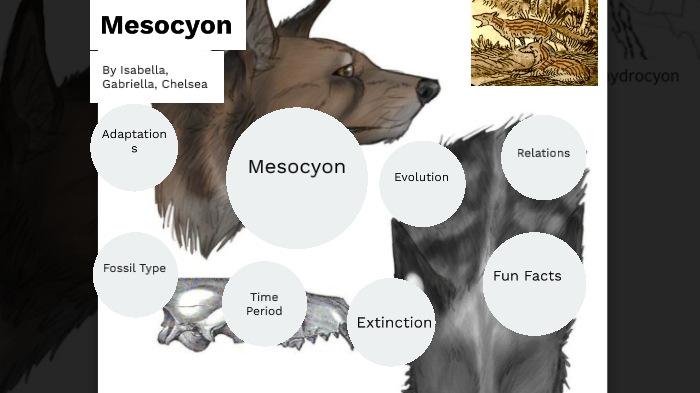 Mesocyon by Isabella Quito on Prezi
