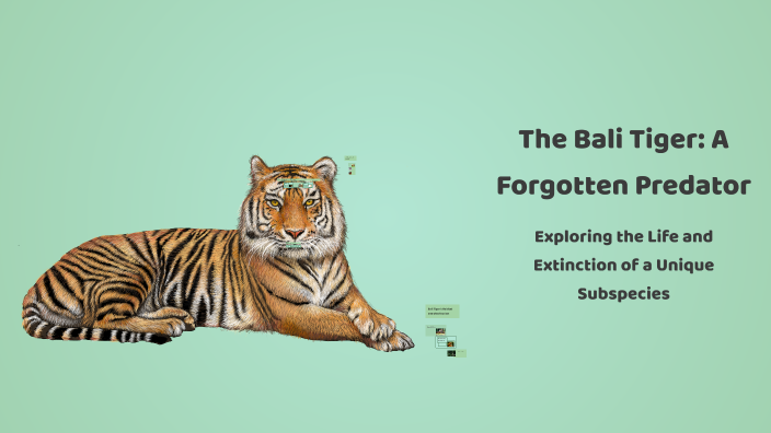 The Bali Tiger: A Forgotten Predator by Enmanuelle Garrido Bizo on Prezi
