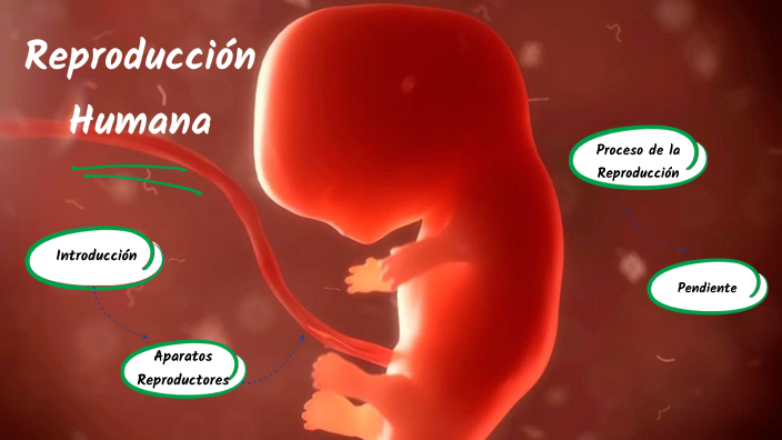 Reproducción Humana by Giovanni Sihuairo Ortega on Prezi