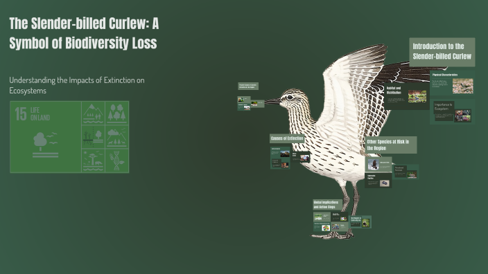 The Slender-billed Curlew: A Symbol of Biodiversity Loss by Pierluigi ...