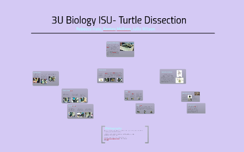 3U Biology ISU- Turtle Dissection by rebecca hale on Prezi