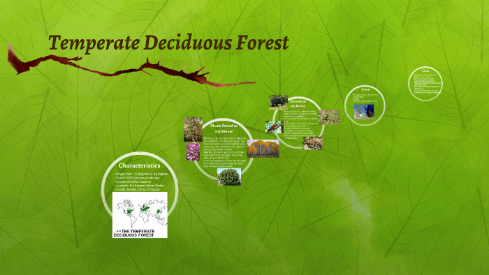 Temperate Deciduous Forest by Alejandra Ocampo on Prezi