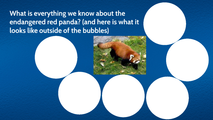 Red Panda Information by Bubba Ingram on Prezi