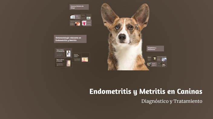 Endometritis y Metritis en Perrras by Alba Fontalvo Egea on Prezi