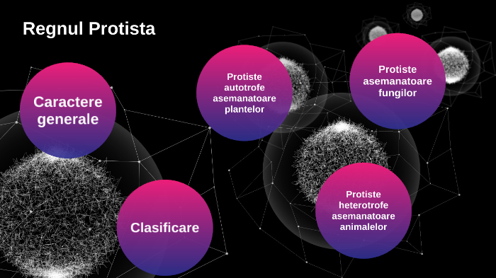 Regnul Protista by Edi Bratu on Prezi