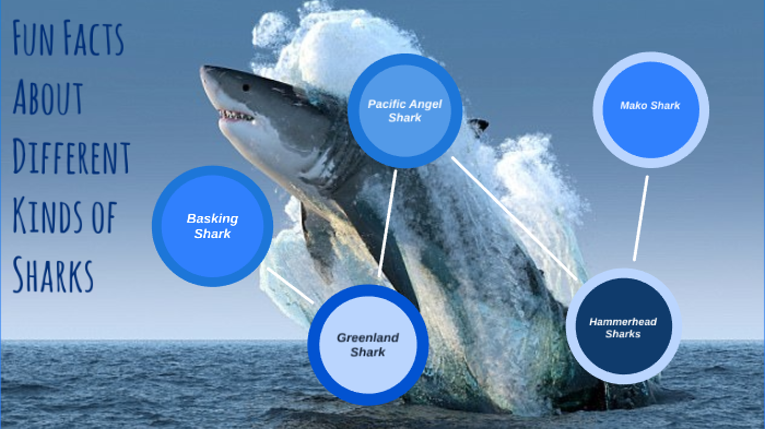 Sharks by Taylor Menke on Prezi