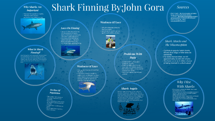 Shark Finning by John Gora on Prezi