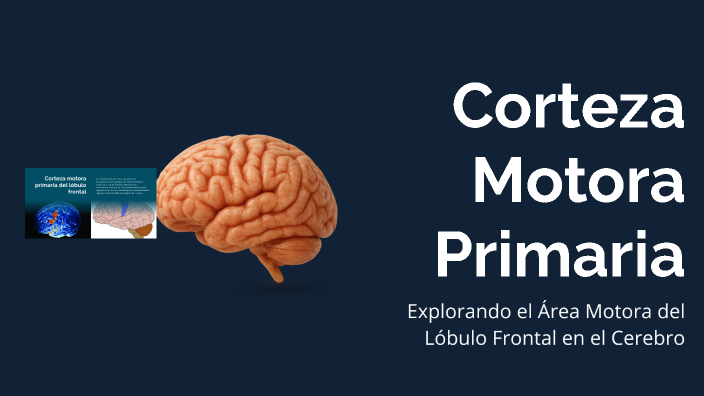 Corteza Motora Primaria by Juan Emaldi on Prezi