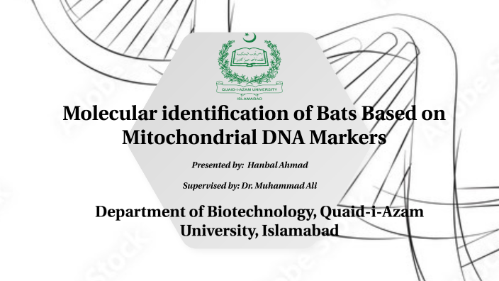 Molecular identification of Bats Based on Mitochondrial DNA Markers by ...