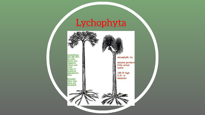 Lycophyta by Colin Maihofer on Prezi