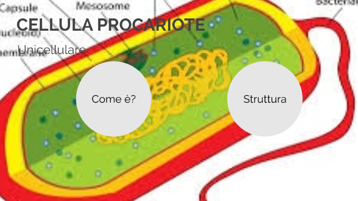 Cellula Procariote by Francesco Prestini on Prezi