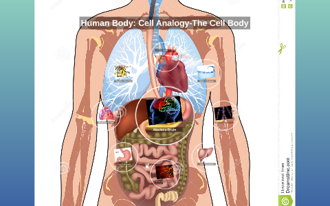 Human Body: Cell Analogy by Sohayla Eldeeb