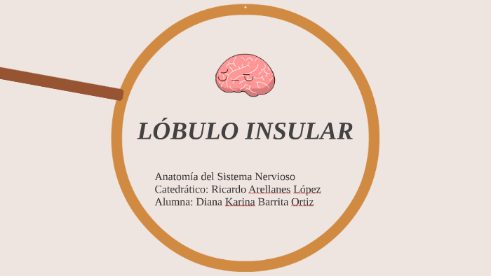 LOBULO INSULAR by Diana Karina Barrita Ortiz on Prezi