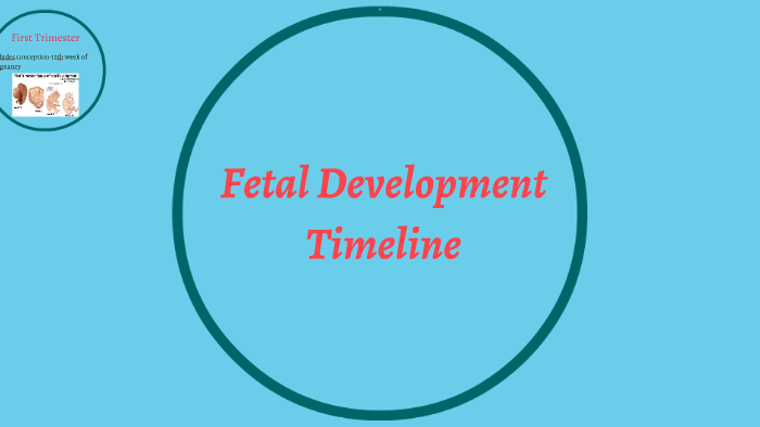 Fetal Development Timeline by Maddie Schroeder on Prezi