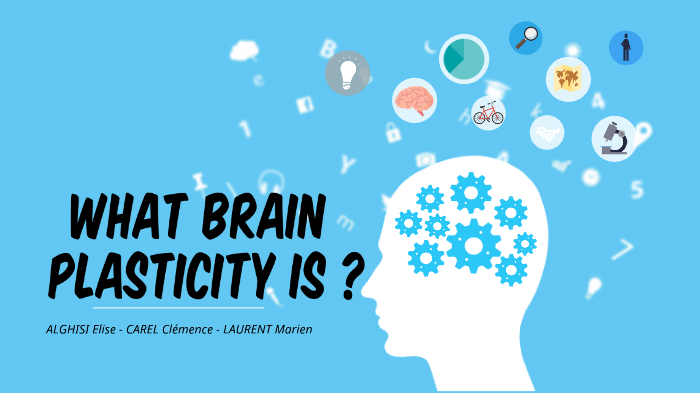 What is brain plasticity ? by Marien LAURENT on Prezi