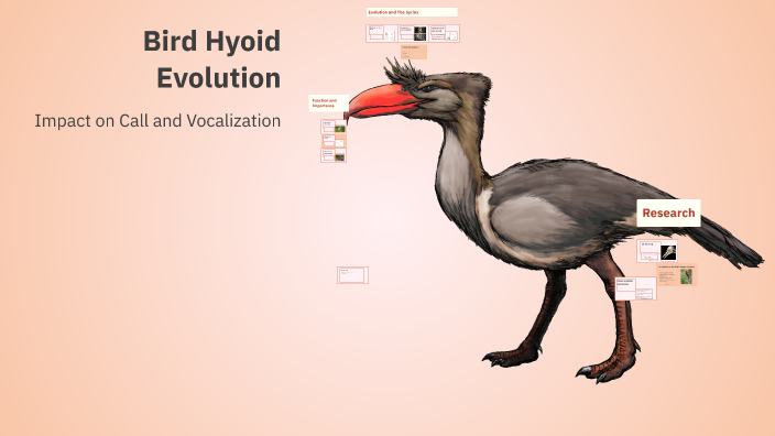 Bird Hyoid Evolution by savannah wood on Prezi