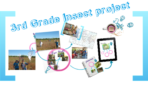 3rd grade insects project by Marcia Roth on Prezi