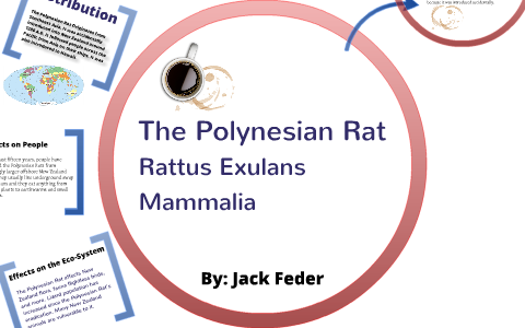 Polynesian Rat by Jack Feder on Prezi