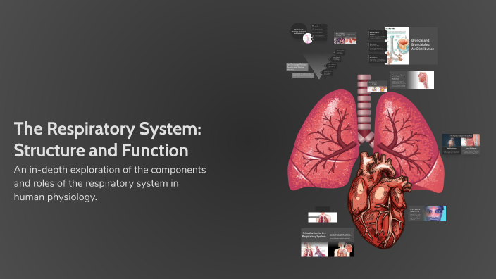The Respiratory System: Structure and Function by altin aliu on Prezi