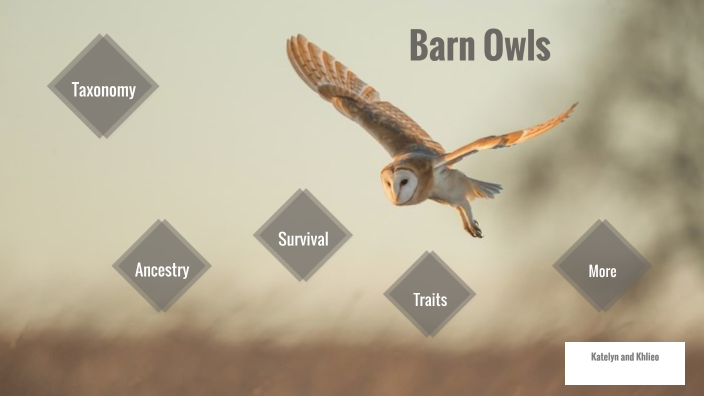 Barn owls by Katelyn Beare on Prezi
