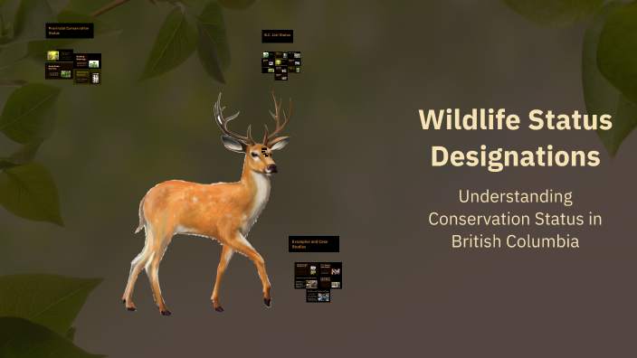 Wildlife Status Designations by Nikki Beaudoin on Prezi