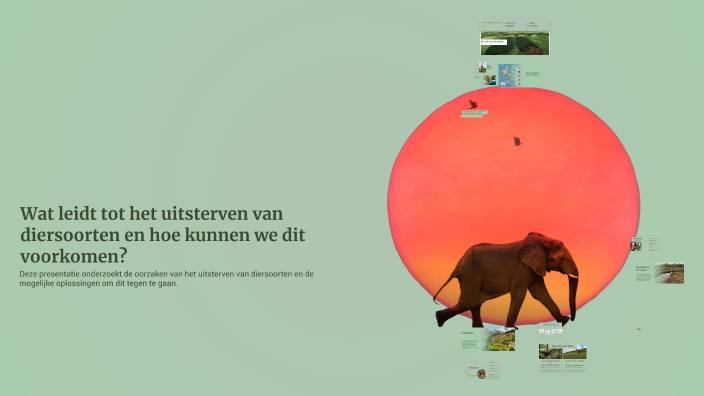 Wat leidt tot het uitsterven van diersoorten en hoe kunnen we dit ...