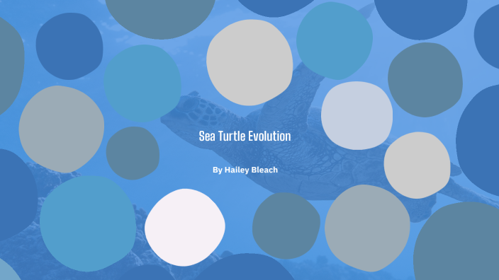 Sea Turtle Evolution by Hailey Bleach on Prezi