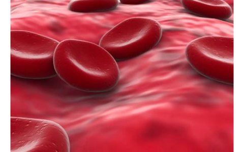 Why is blood red? by Sarah Moll on Prezi