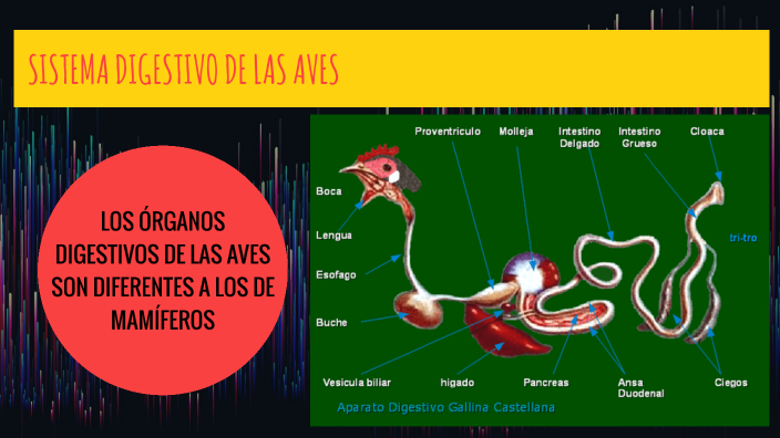 SISTEMA DIGESTIVO EN AVES by Santiago Ustariz Cortez on Prezi