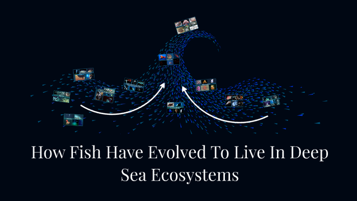 How Fish Have Evolved To Live In Deep Sea Ecosystems by Chloe Ellison ...