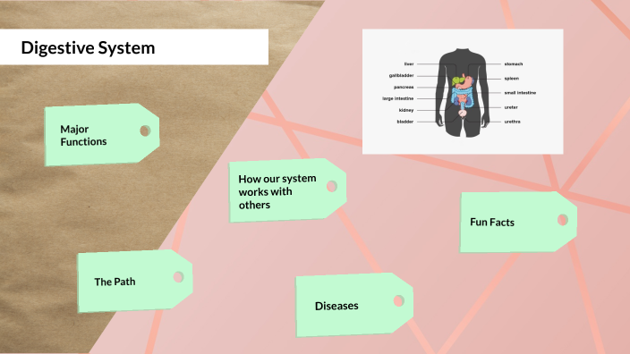 The Digestive System by hailey ruff on Prezi